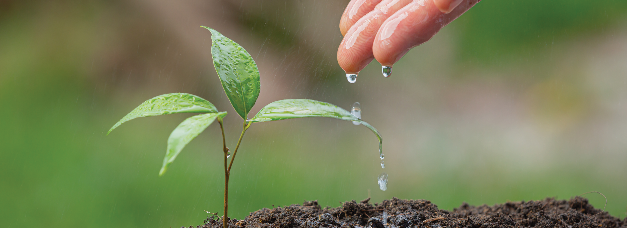 Wits Sustainability Strategy - Wits University