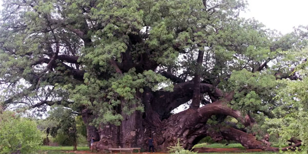 2024-09 - Baobabs: Africa’s unique trees defy climate challenges - Wits ...