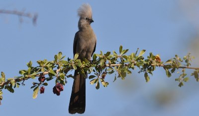 Fauna and Flora - Wits University